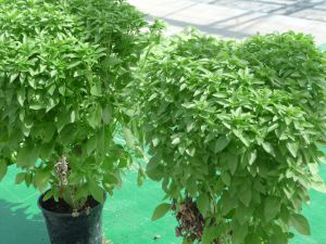 Graines - semis : BASILIC fin vert nain compact PISTOU