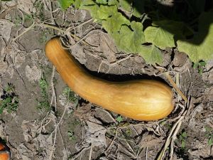 Graines - semis : Courge musquée longue de Nice BIO certifié FR-BIO-15 ...